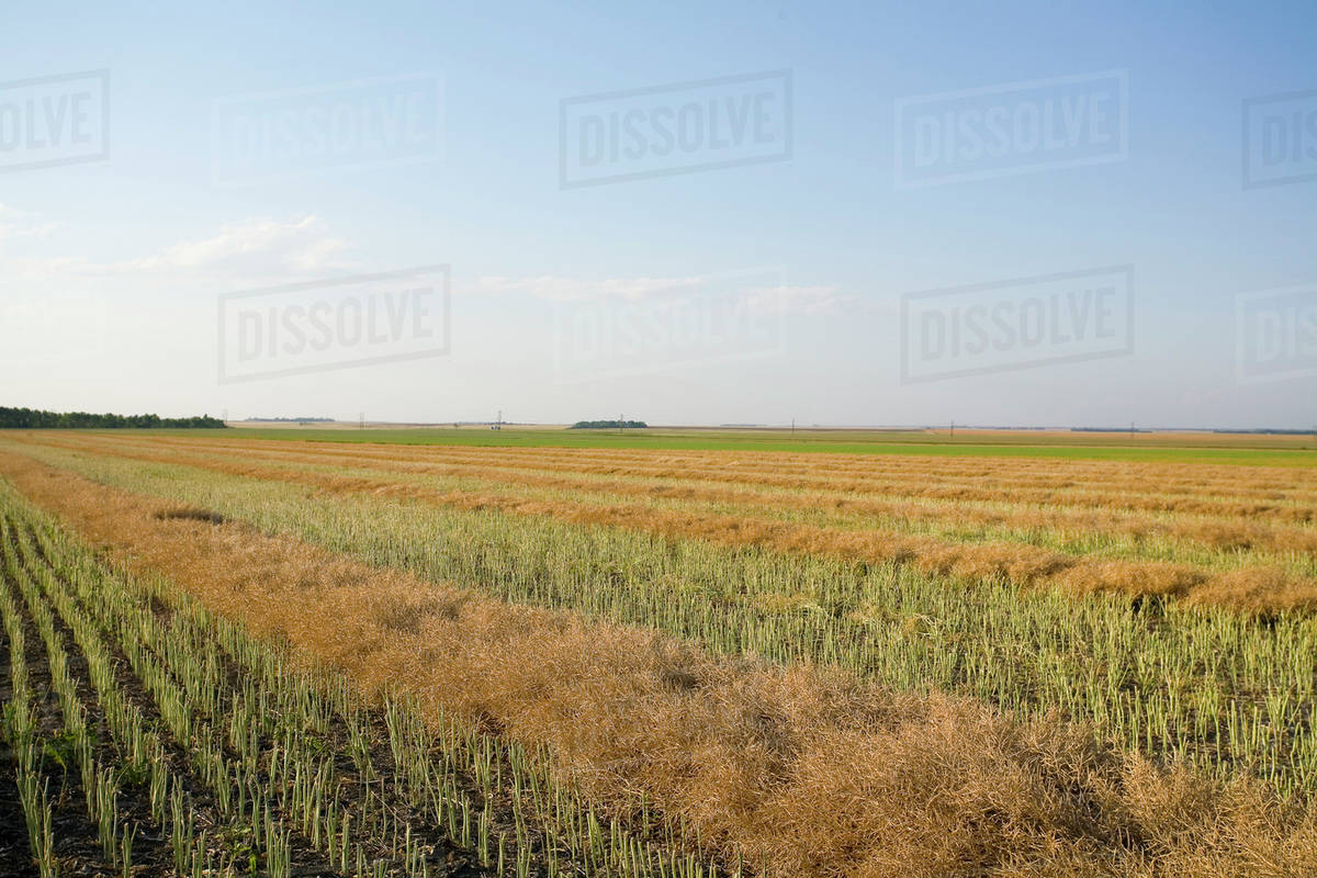 Swathed Field Of Lentils, Saskatchewan, Canada - Royalty-free Stock ...