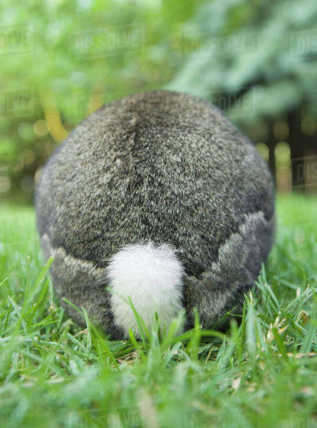 Domestic Rabbit, Rear End - Stock Photo - Dissolve