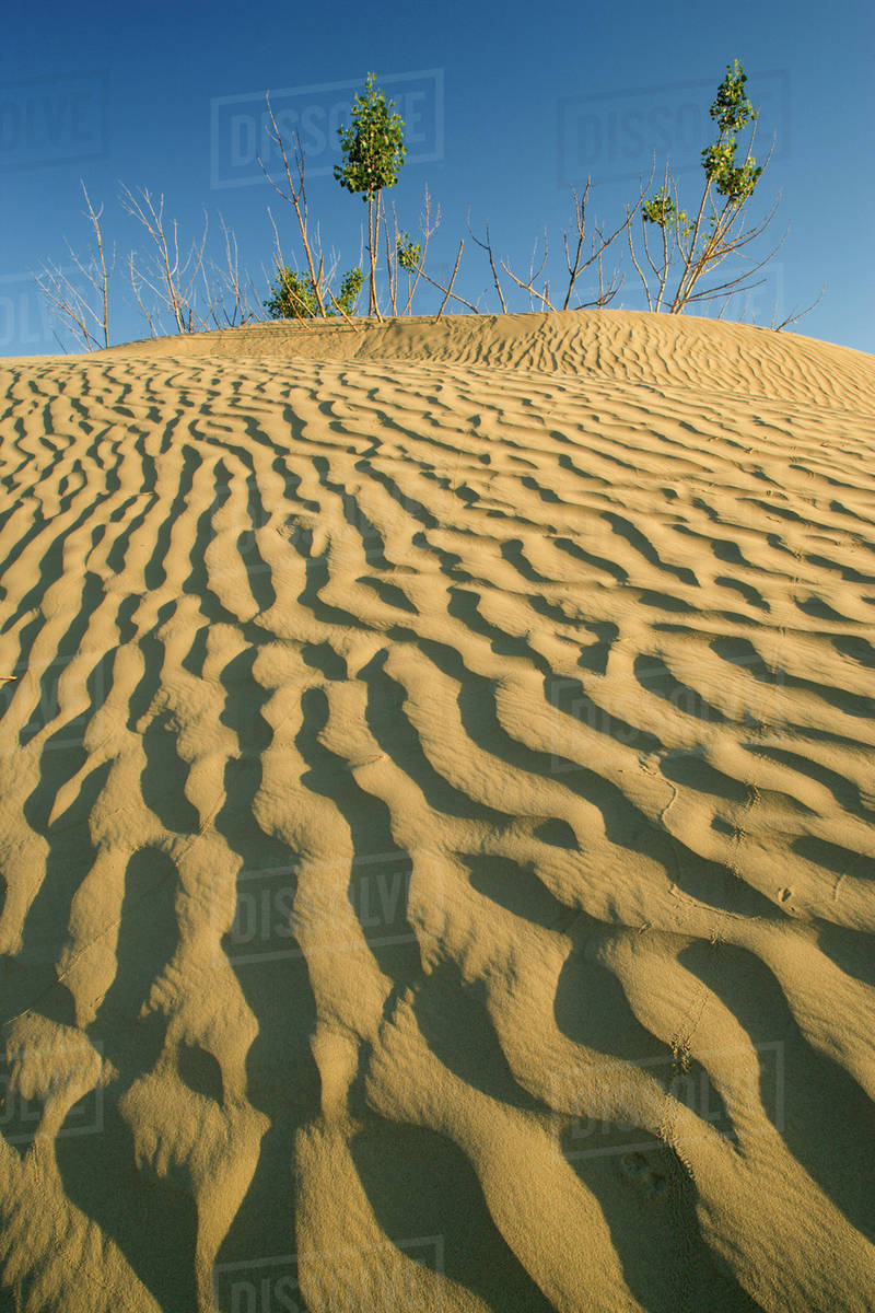 The Great Sandhills Near Sceptre, Saskatchewan - Stock Photo - Dissolve