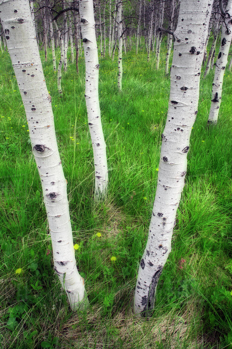 Aspen Forest (Populus Tremuloides) Near Maycroft, Alberta, Canada ...