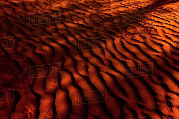 Desert-Like Conditions In The Fragile Ecosystem Of The Great Sand Hills ...