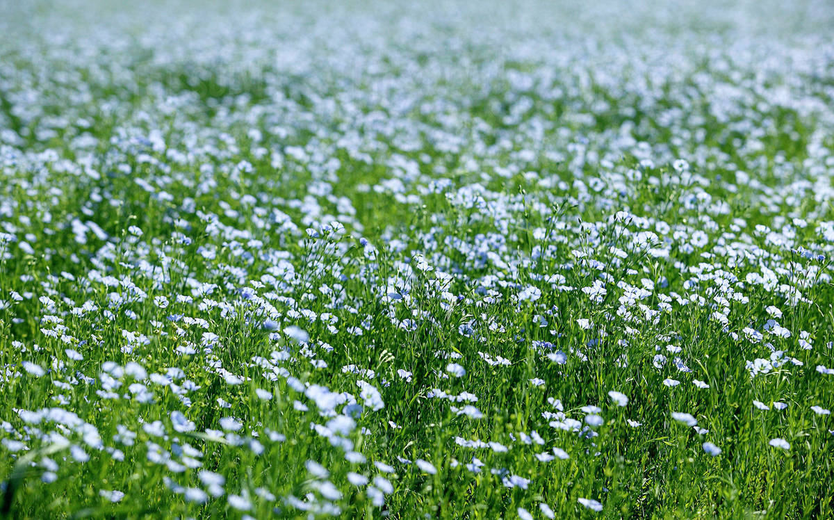 Flax Field In Bloom, Saskatchewan, Canada - Royalty-free Stock Photo ...