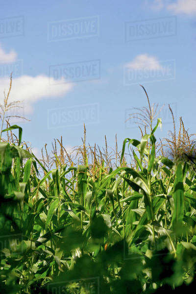 Field Of Corn Stalks Against A Blue Sky - Royalty-free Stock Photo ...