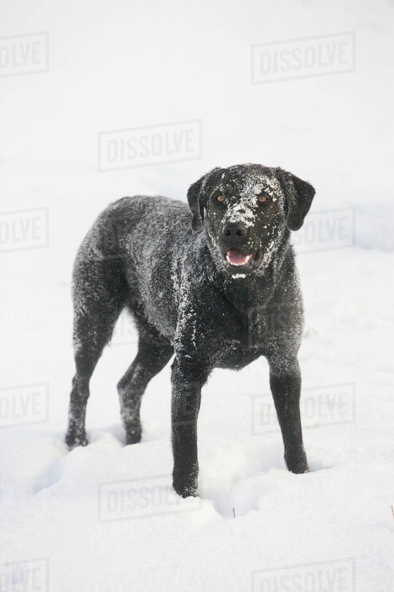 Black Dog In Snow, Canada, Alberta - Stock Photo - Dissolve