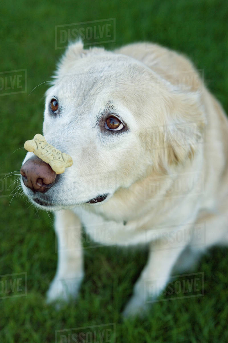 Tan Coloured Mixed Breed Dog Cowering, Canada, Alberta - Stock Photo ...