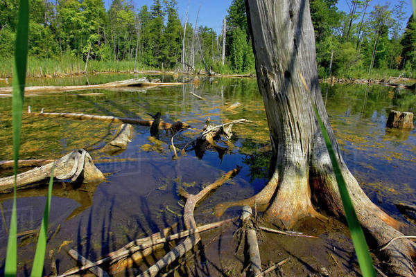 Wetlands, Canada, Ontario, Campbellville - Royalty-free Stock Photo ...