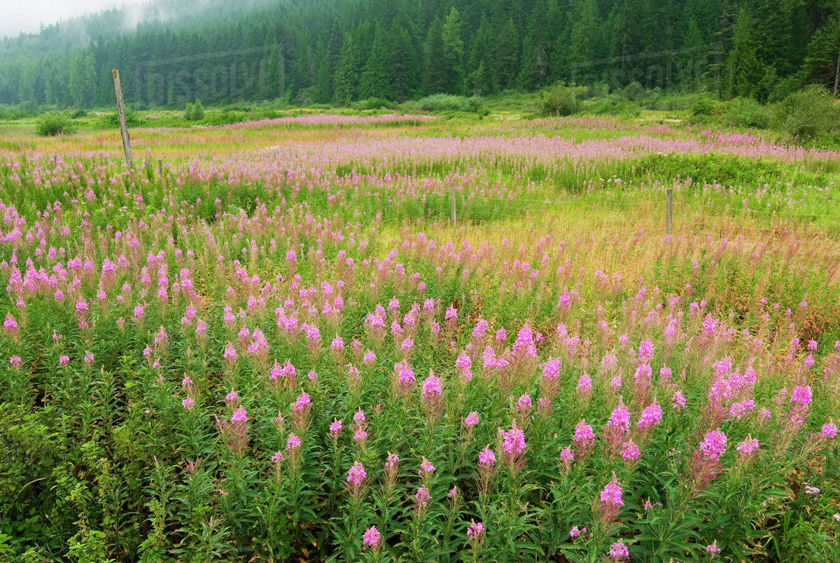 Field Of Fireweed Flowers. Sunshine Valley, Bc. - Royalty-free Stock ...