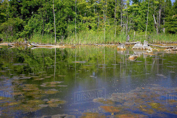 Swamp; Canada, Ontario, Campbellville - Stock Photo - Dissolve