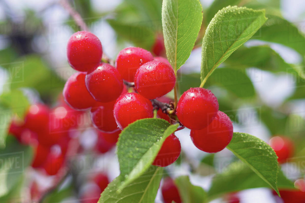 Cluster Of Red Cherries On The Tree, Ontario - Royalty-free Stock Photo ...
