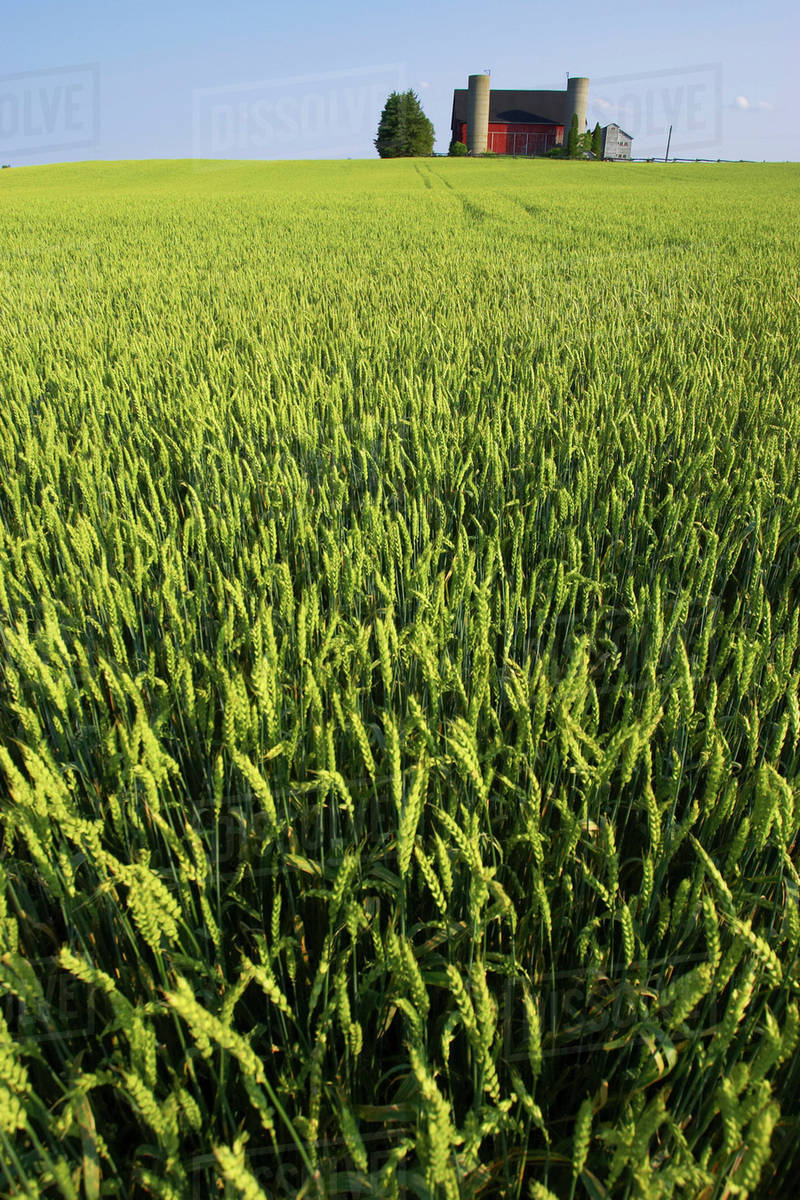 Wheat Field With Farm House On The Horizon, Flamborough, Ontario ...