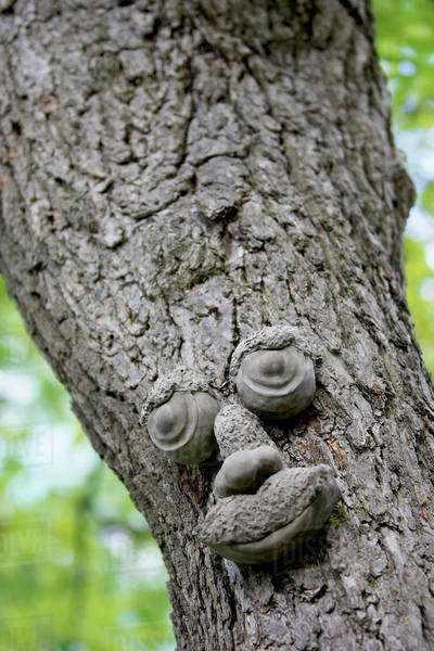 Tree Trunk With Eyes, Nose, And Mouth, Burlington, Ontario. - Royalty ...