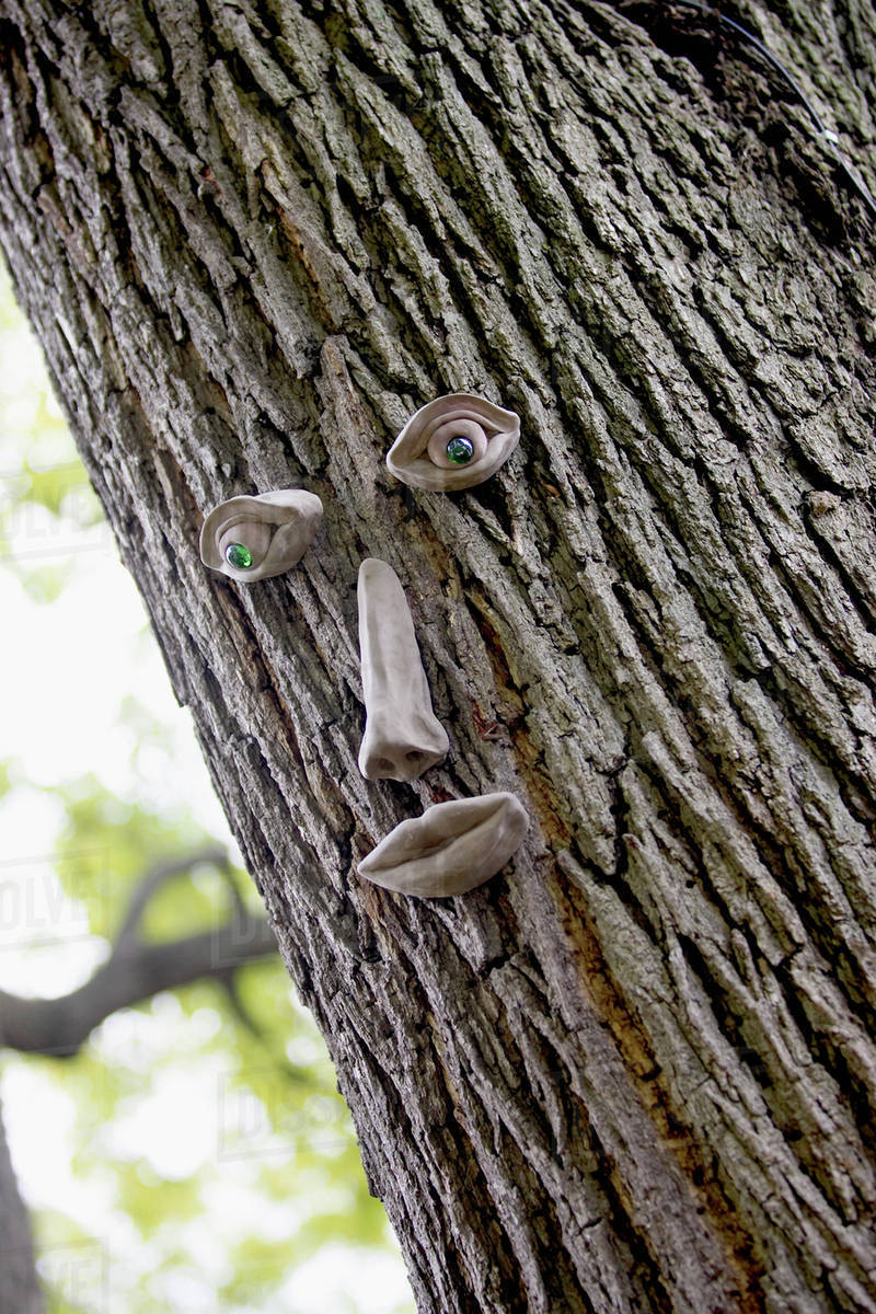 Tree Trunk With Eyes, Nose, And Mouth, Burlington, Ontario. - Royalty ...