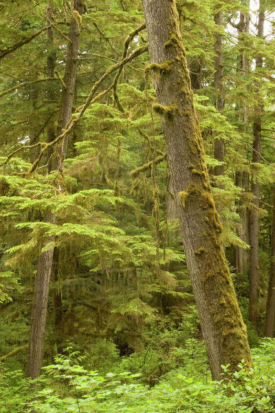 Old Growth Rainforest In Pacific Rim National Park, Vancouver Island ...