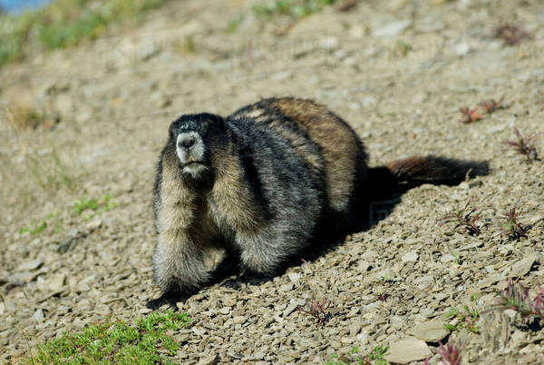 A Hoary Marmot In The Alpine. Skyline Trail, Jasper National Park ...