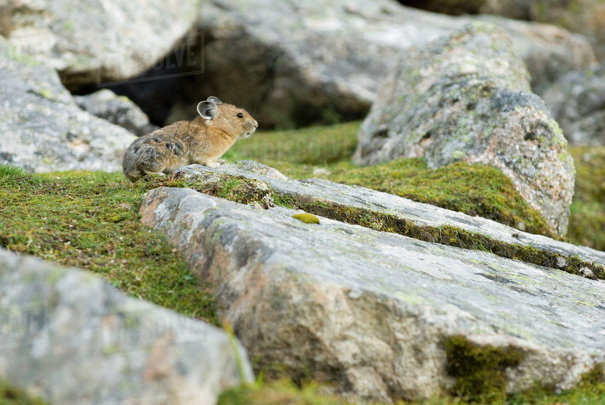 A Pika Sits Atop A Rock In An Alpine Rocky Area. Skyline Trail, Jasper ...