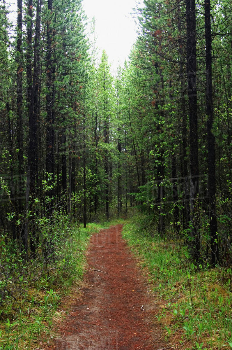 Forest Trail To Hector Lake, Alberta, Canada - Stock Photo - Dissolve