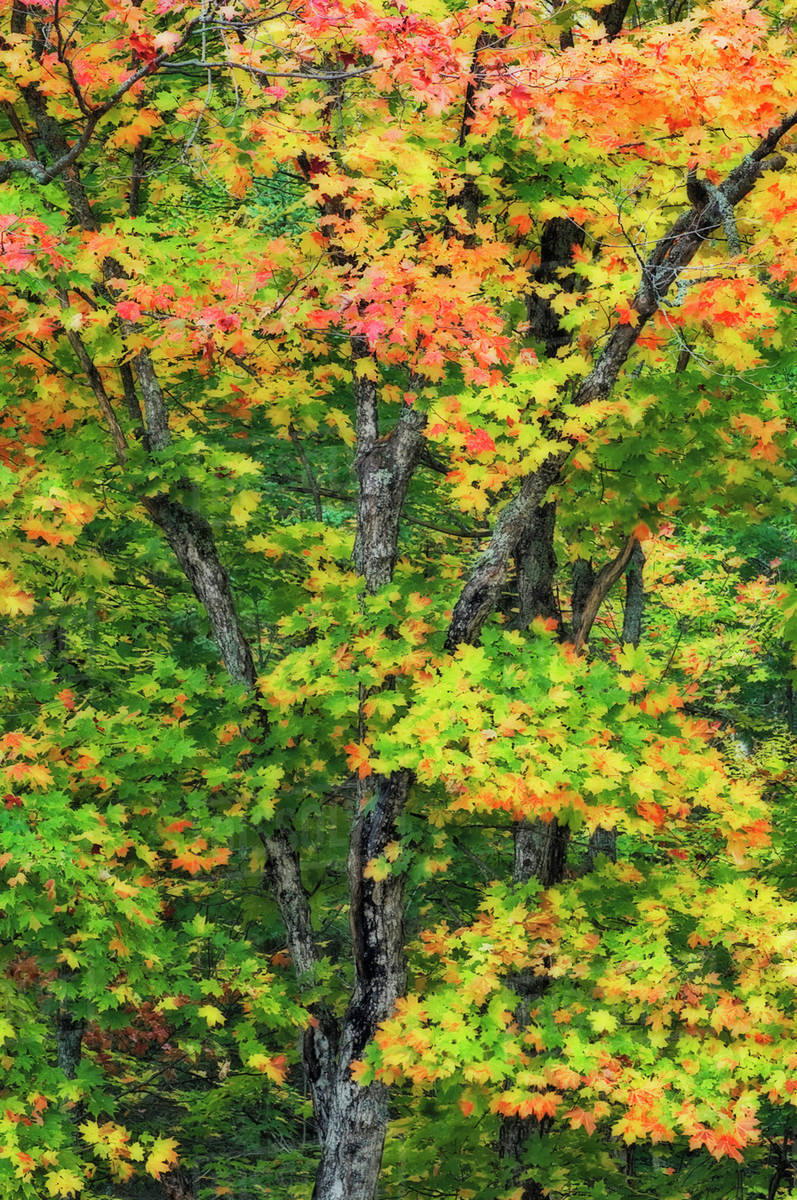 Autumn Sugar Maple Trees. Algonquin Provincial Park, Ontario. Canada ...