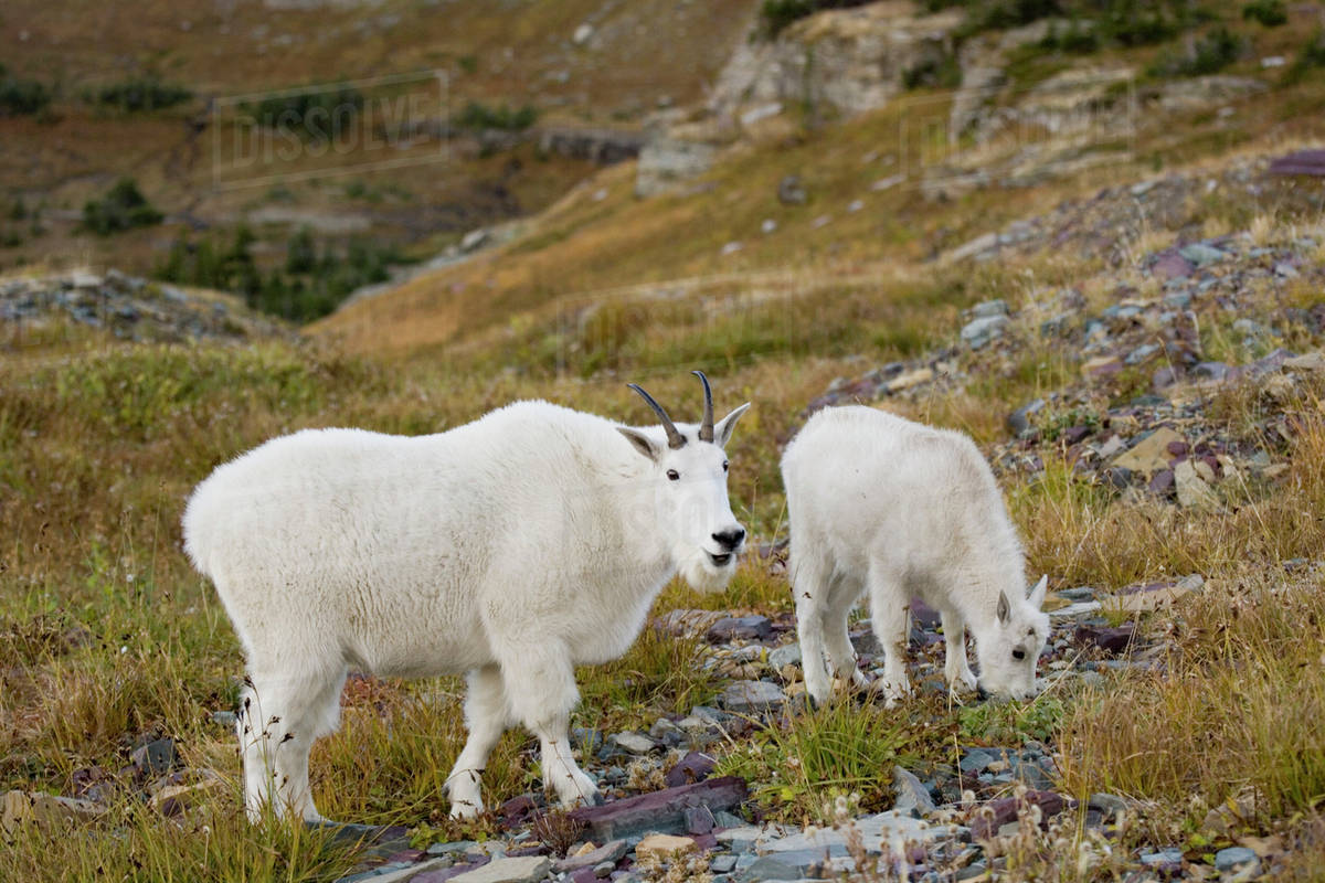 Mountain Goats Near Logan Pass, Glacier National Park Montana, Usa ...