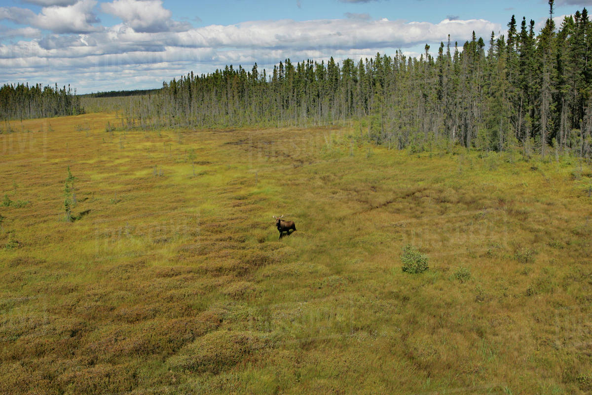 Helicopter View Of A Moose, Quebec - Royalty-free Stock Photo | Dissolve