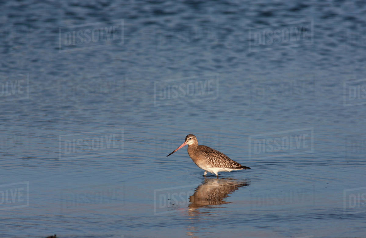 A Bird Wading In The Shallow Water; Northumberland, England - Stock ...
