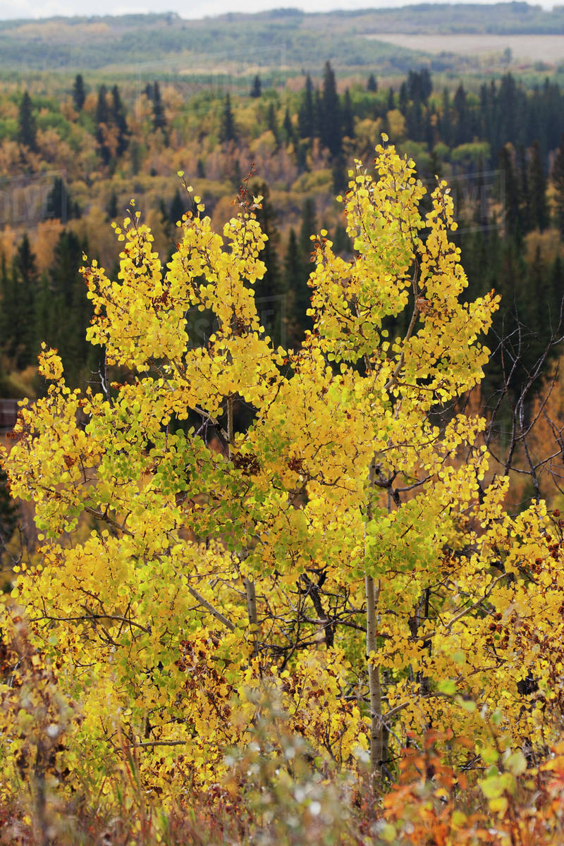 Backlit Trees Glowing With Fall Colours And Valley In The Distance ...