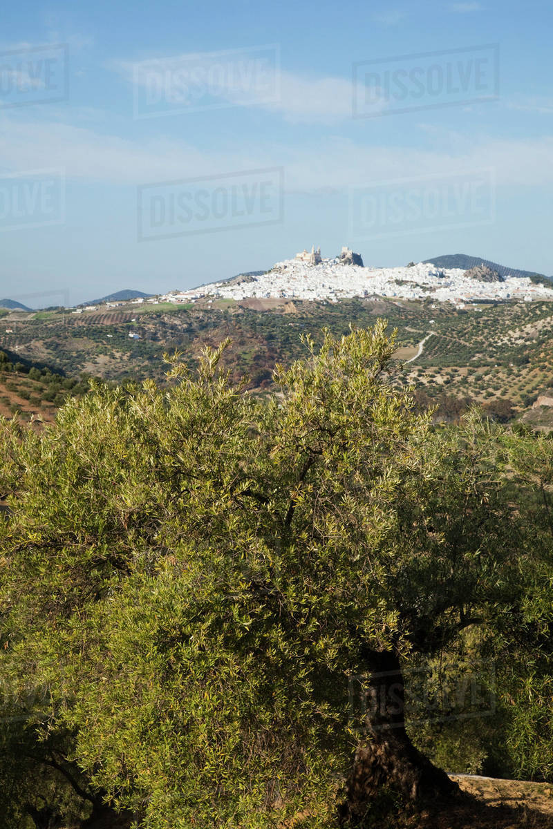 Olive Trees Near Olvera; Andalusia, Spain - Royalty-free Stock Photo ...