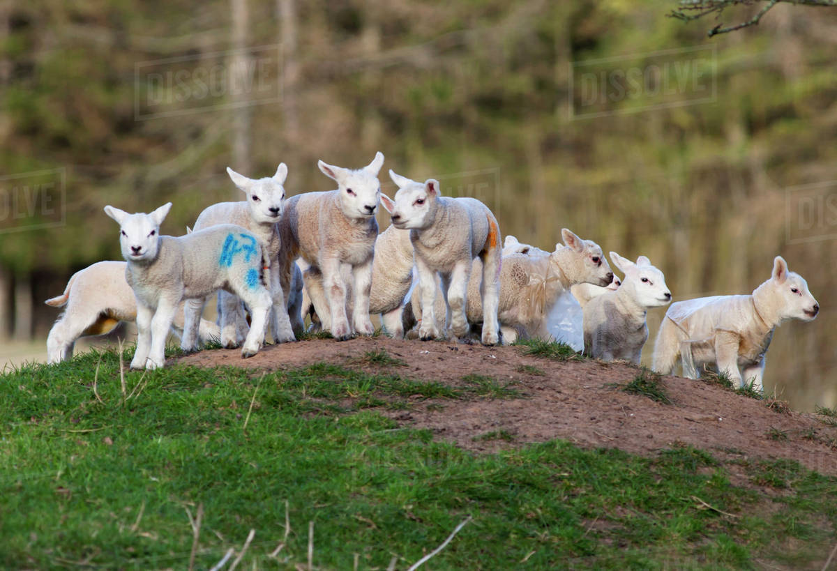 A Group Of Lambs On The Top Of A Hill With Coloured Markings On Their ...