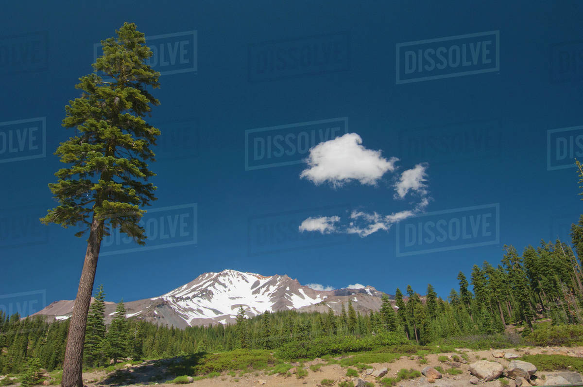 View Of Mount Shasta With A Lone Tree Standing Out From The Forest ...