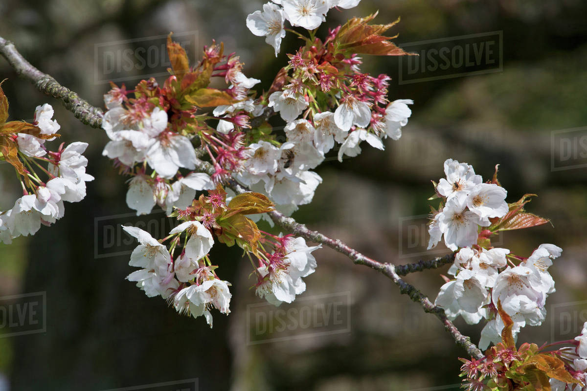 Close up of a branch of a cherry blossom tree;Birmingham west midlands ...