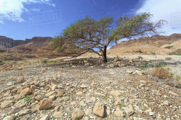 An acacia tree in the jordan valley;Israel - Royalty-free Stock Photo ...