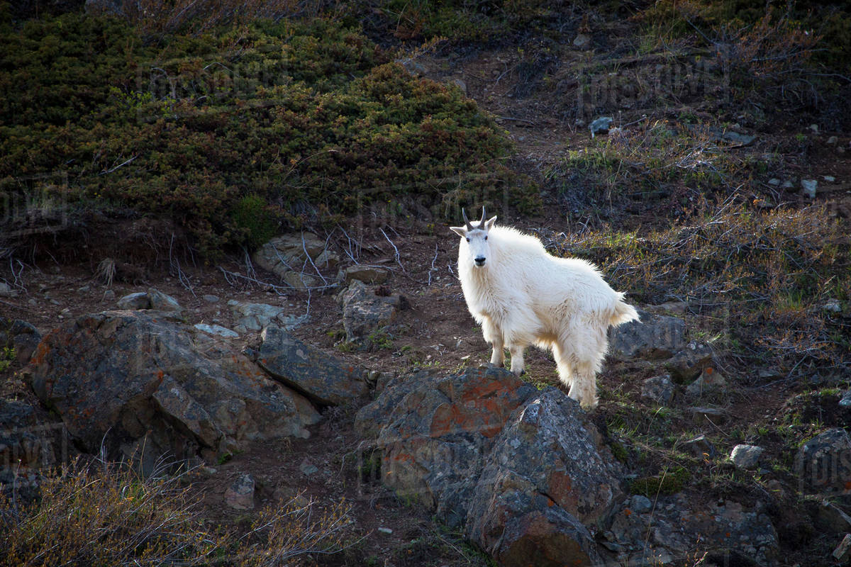 Mountain goat (oreamnus americanus);Carcross yukon canada - Royalty ...
