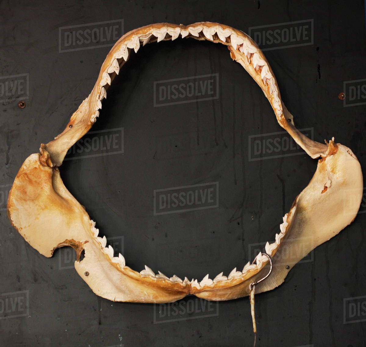 A fish's jaw with teeth and a hook in it's mouth;Ballina new south ...