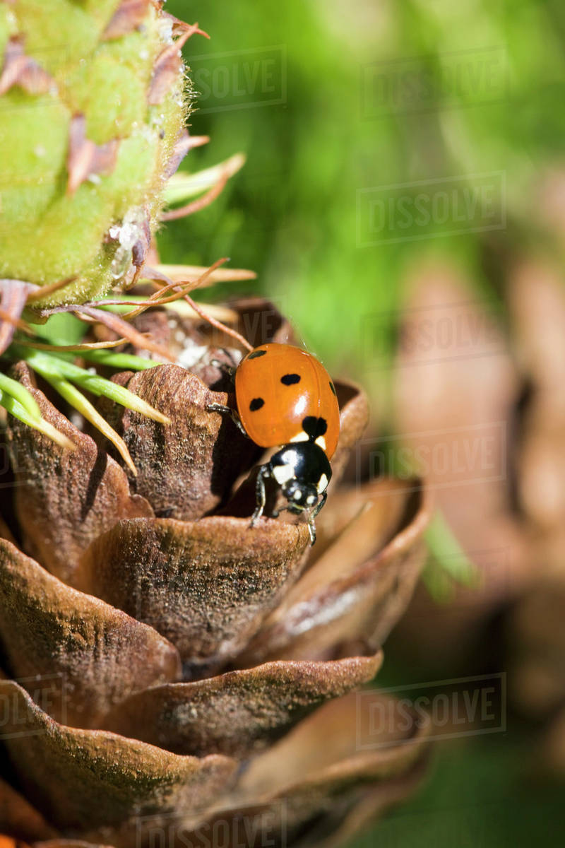 Close up of a ladybug on a larch tree cone;Calgary alberta canada ...