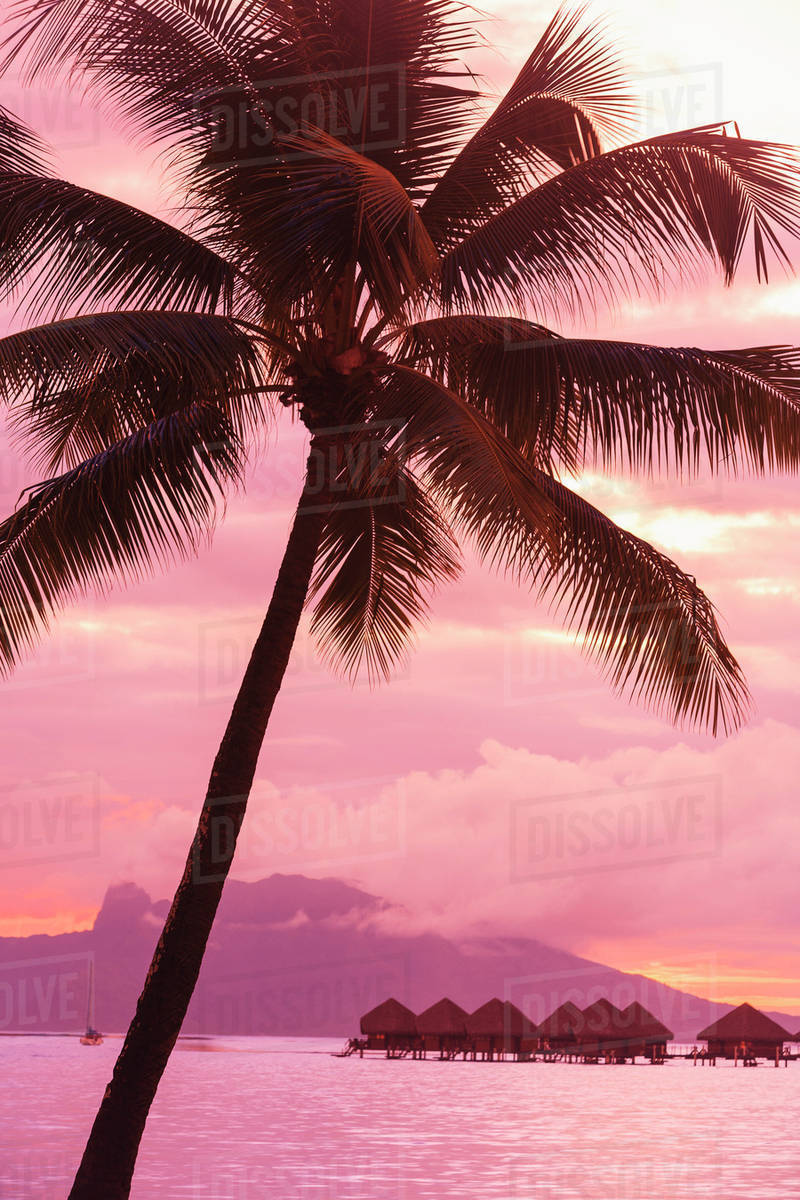 Sunset over moorea from sofitel maeva beach resort near papeete;Tahiti ...