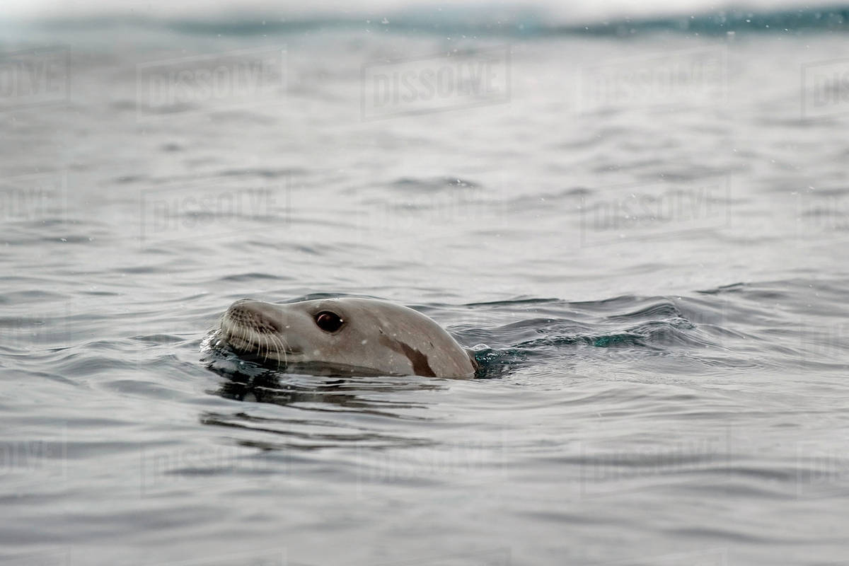 Leopard seal (hydrurga leptonyx);Antarctica - Royalty-free Stock Photo ...