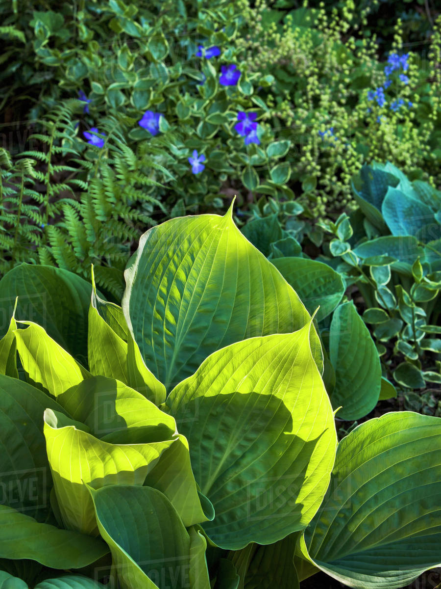 Backlit hostas and periwinkle;Marton cum grafton north yorkshire ...