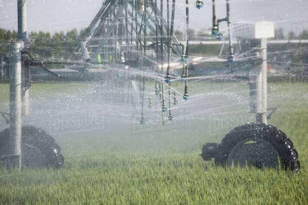 Large irrigation system spraying in a green wheat field with blue sky ...