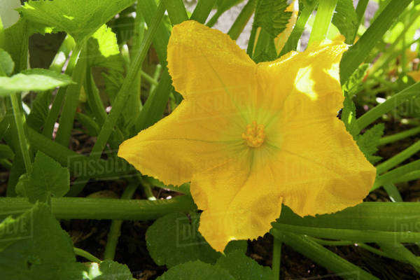 Close up of a zucchini blossom inside a zucchini plant;Calgary alberta ...