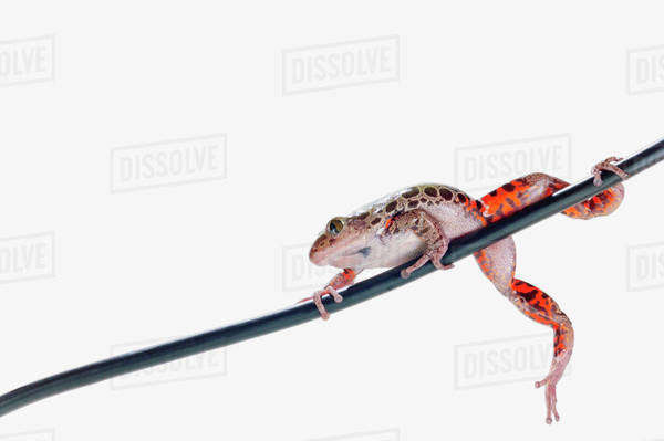 Fire-leg walking frog on white background;St. albert alberta canada ...