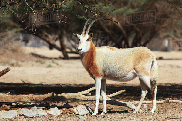 Sahara oryx;Israel - Royalty-free Stock Photo | Dissolve