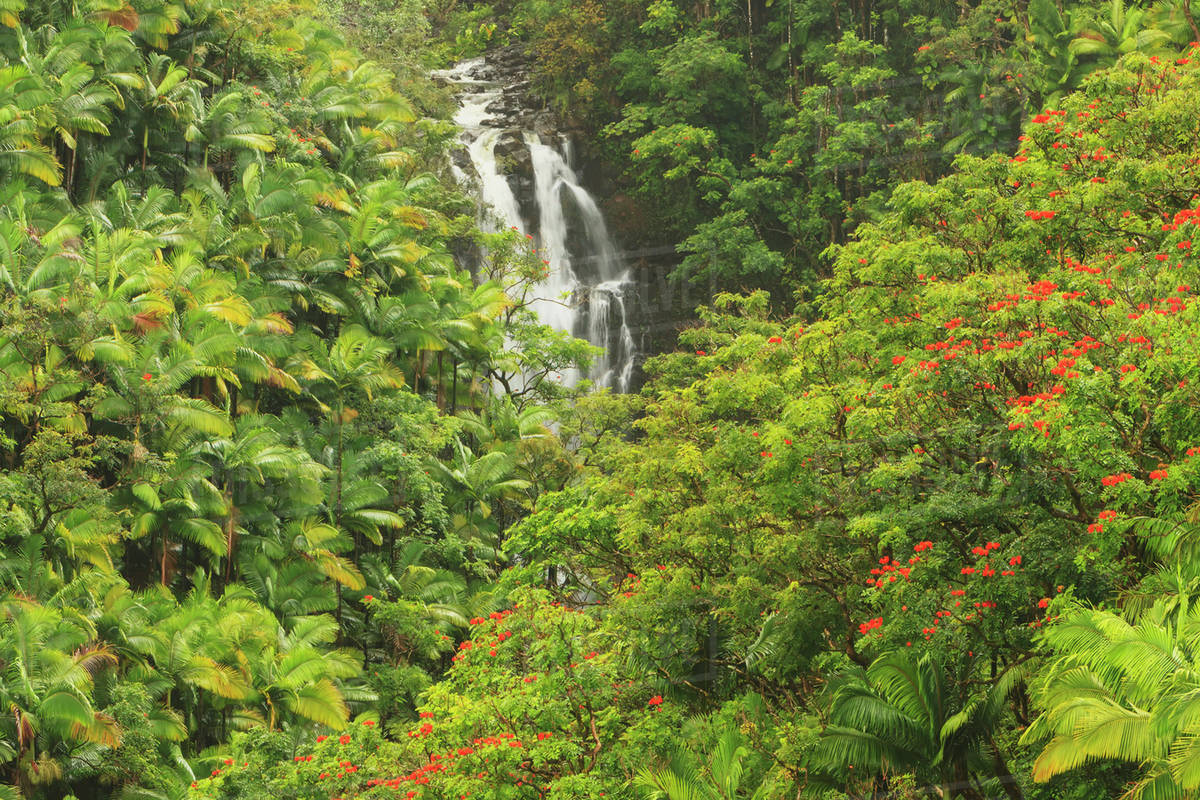 Area around nanue falls & stream hakalau hamakua coast;Big island ...