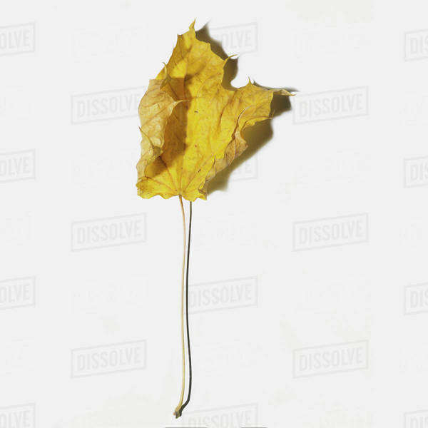 Dead yellow leaf on a white background - Stock Photo - Dissolve