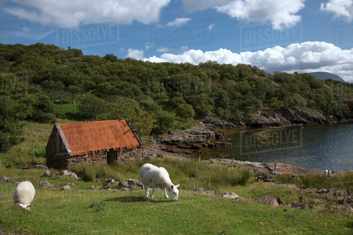 Sheep grazing in a field with an old cottage on the water's edge ...