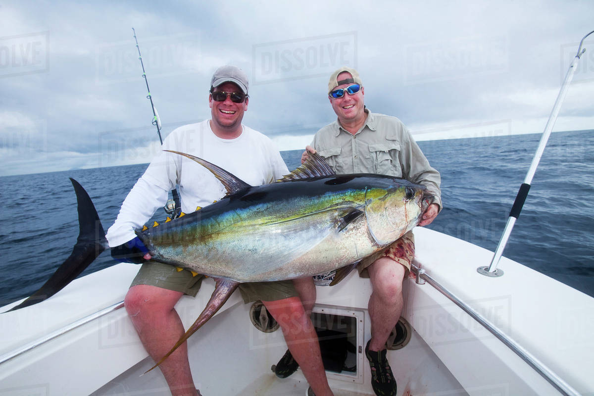 Men holding fresh caught yellowfin tuna;Panama - Royalty-free Stock ...