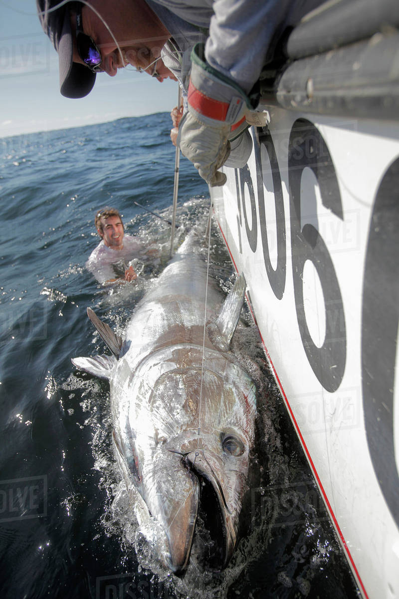 900 pound bluefin tuna being held at the side of a boat; prince edward ...