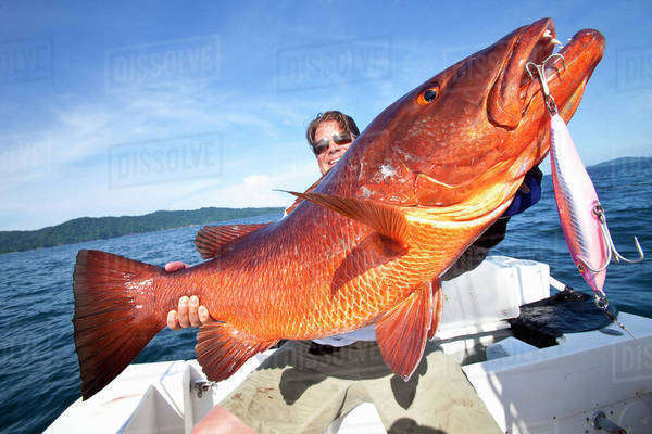 Man holding fresh caught cubera snapper (lutjanus cyanopterus); panama ...