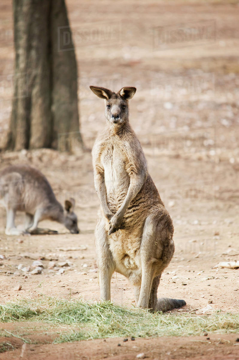 Kangaroo;Waga waga australia - Stock Photo - Dissolve