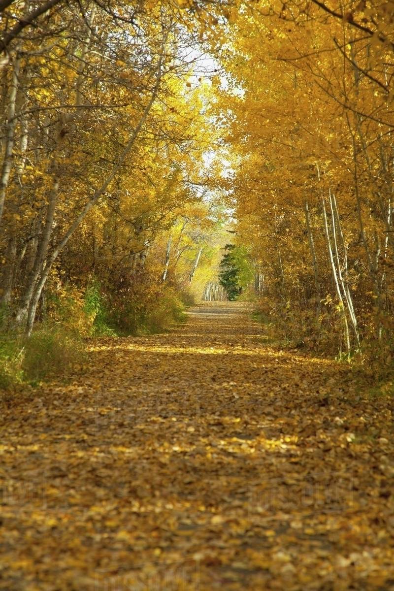 A Pathway Covered In Leaves In Autumn; St. Albert, Alberta, Canada ...