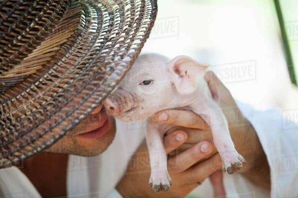 Man Holding Up A Baby Pig; Siquijor, Philippines - Royalty-free Stock ...