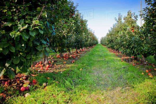 An Apple Orchard In The Pacific Northwest; Everson, Washington, United ...
